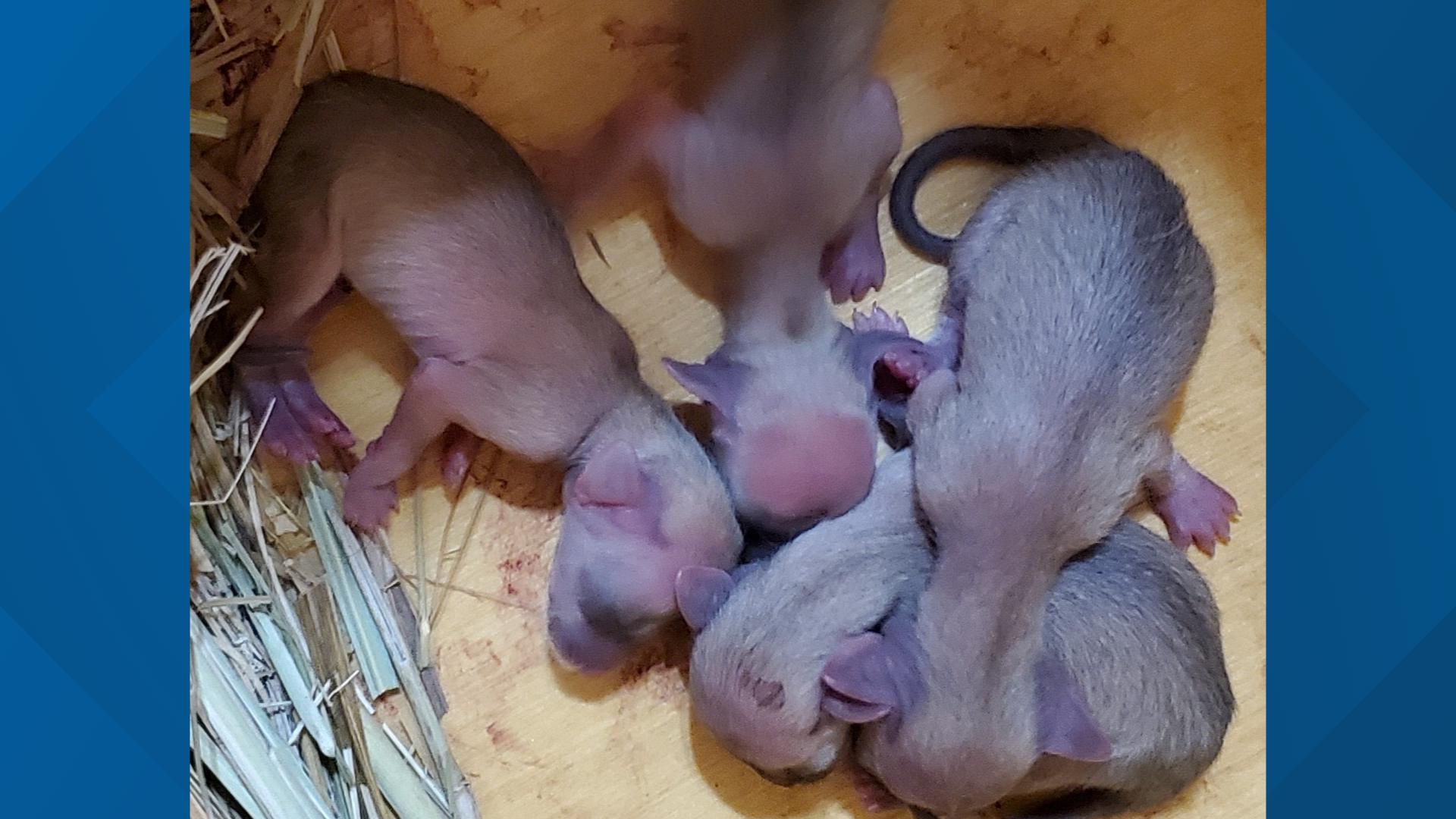 Niabi Zoo's Fennec fox breeding program has a history of success | wqad.com