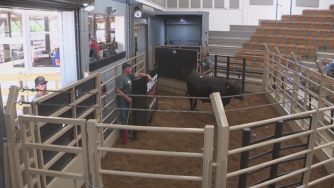 Renovated sale barn in Maquoketa giving livestock owners new place to ...