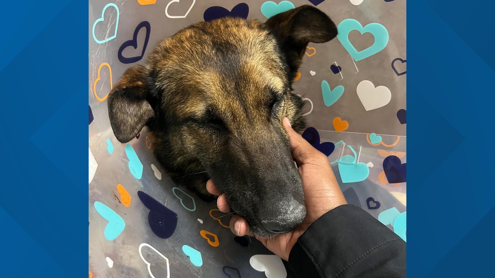 Rockford police K-9 Andii recovering after being shot in the line of ...