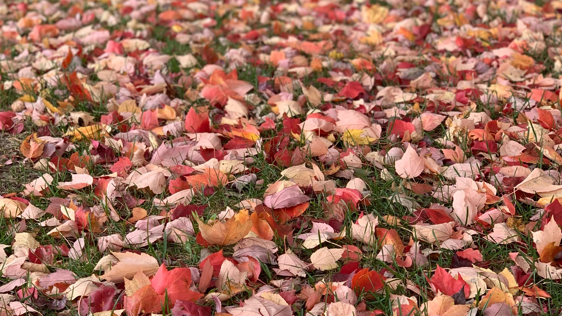 Muscatine ready to begin fall leaf collection | wqad.com