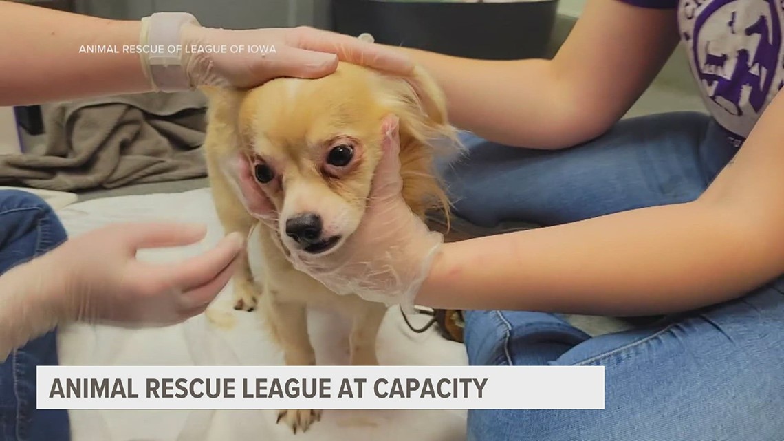 Animal Rescue League of Iowa needs help for thousands of rescued ...