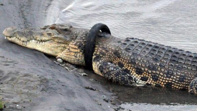 A tire has been stuck around this crocodile’s neck for years – now ...