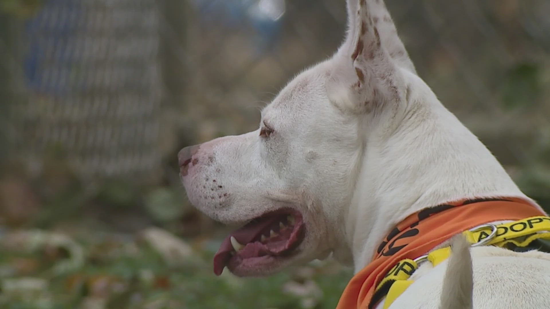 QC Animal Welfare Center to host holiday open house on Dec. 6 | wqad.com