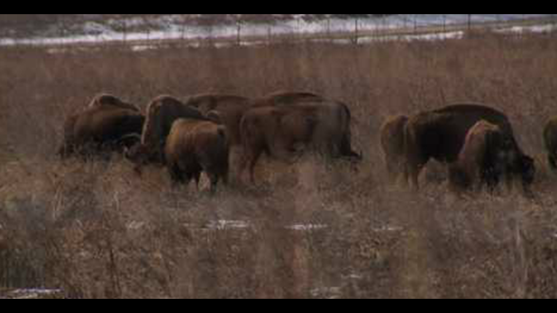Bison roam free on restored prairie | wqad.com