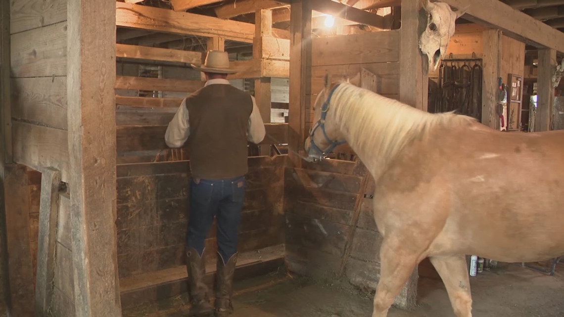 Morrison cowboy answers call to catch loose cattle across the Midwest ...