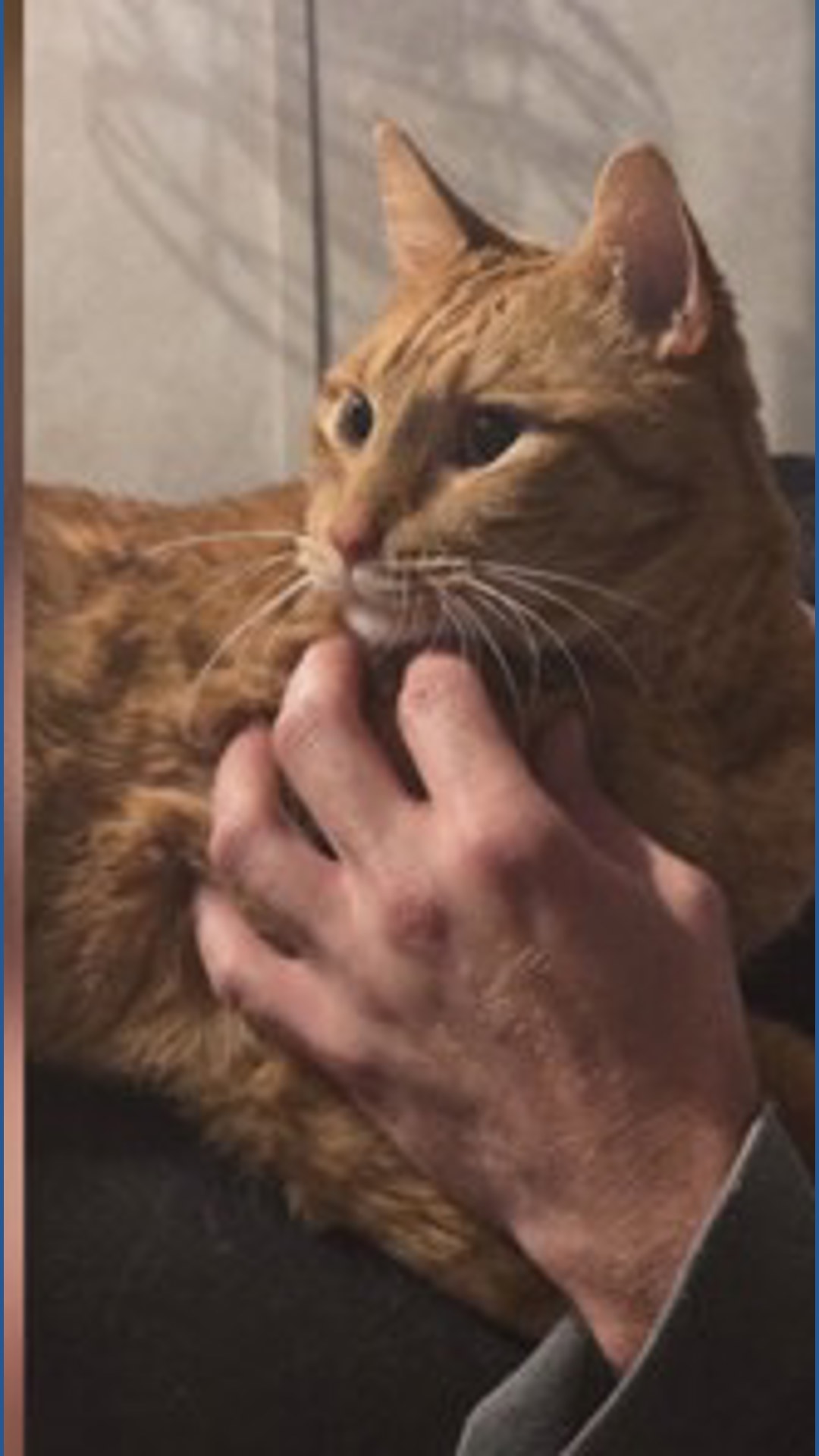 Quad City Animal Welfare Center forever foster cat thriving in his new ...