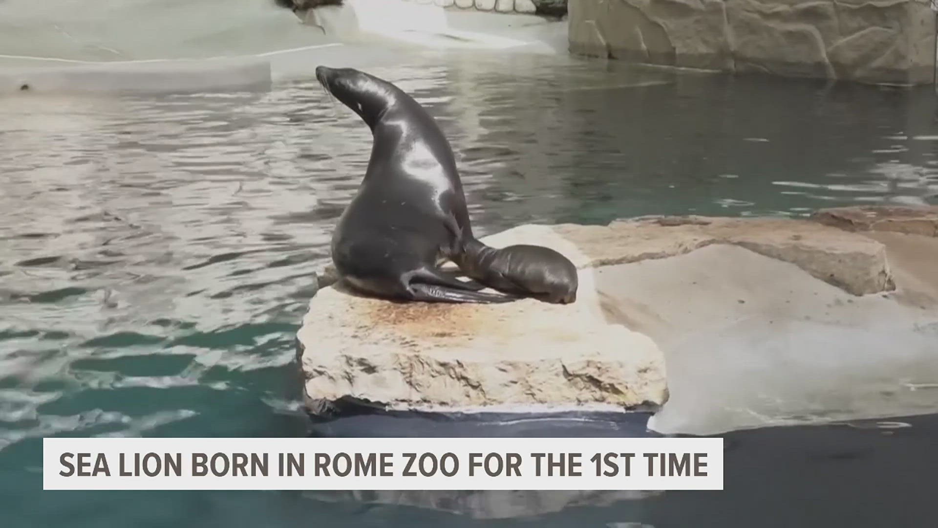 New beginnings: Californian sea lion born at zoo in Rome | wqad.com