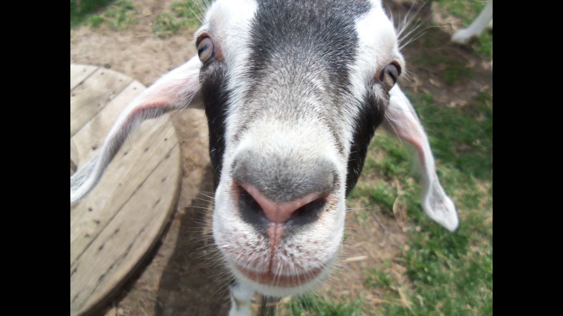 Goat elected as honorary mayor sworn in for first term | wqad.com