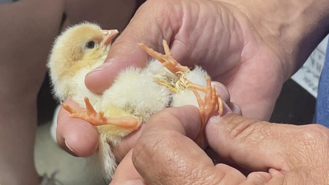 Four-legged chicken born at Mississippi Valley Fair | wqad.com