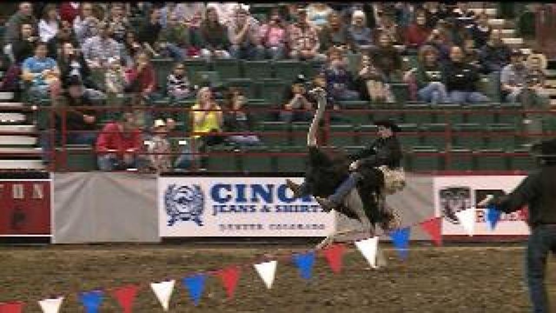 Ostrich races, cowboy monkey highlight rodeo weekend | wqad.com