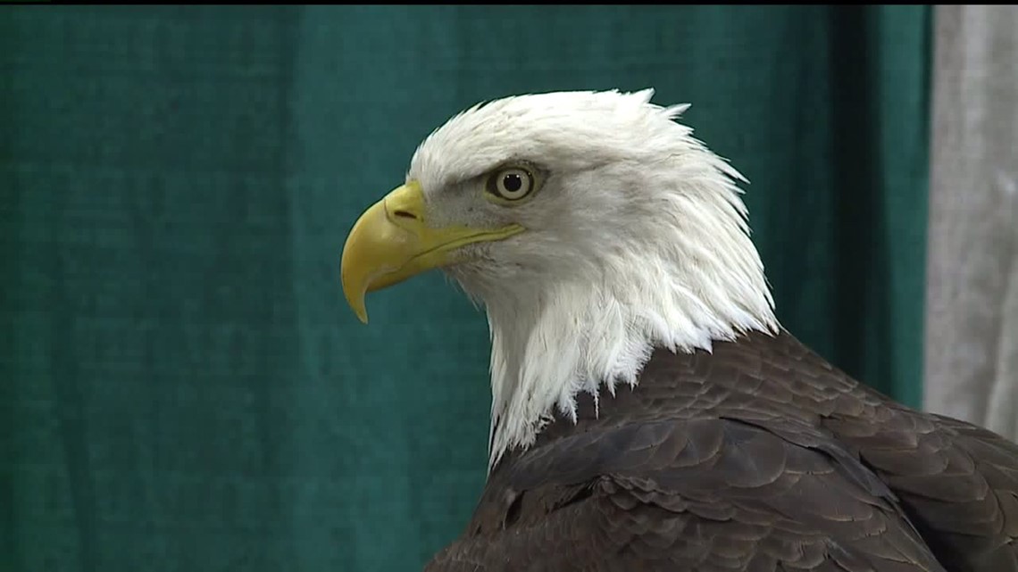 Enjoy Bald Eagle Days with special performance from the Inter Tribal League of American Indians ...