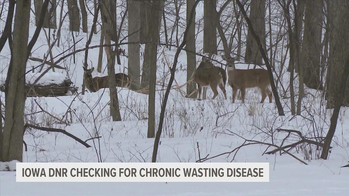 2 Iowa counties expand testing for chronic wasting disease | wqad.com