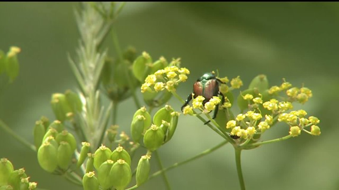 Wild Parsnip Plant Can Burn Skin