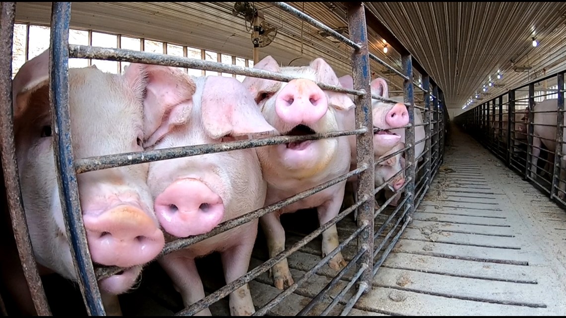 Hog farms to 'Hog Days' | Kewanee's ongoing partnership with pigs | wqad.com
