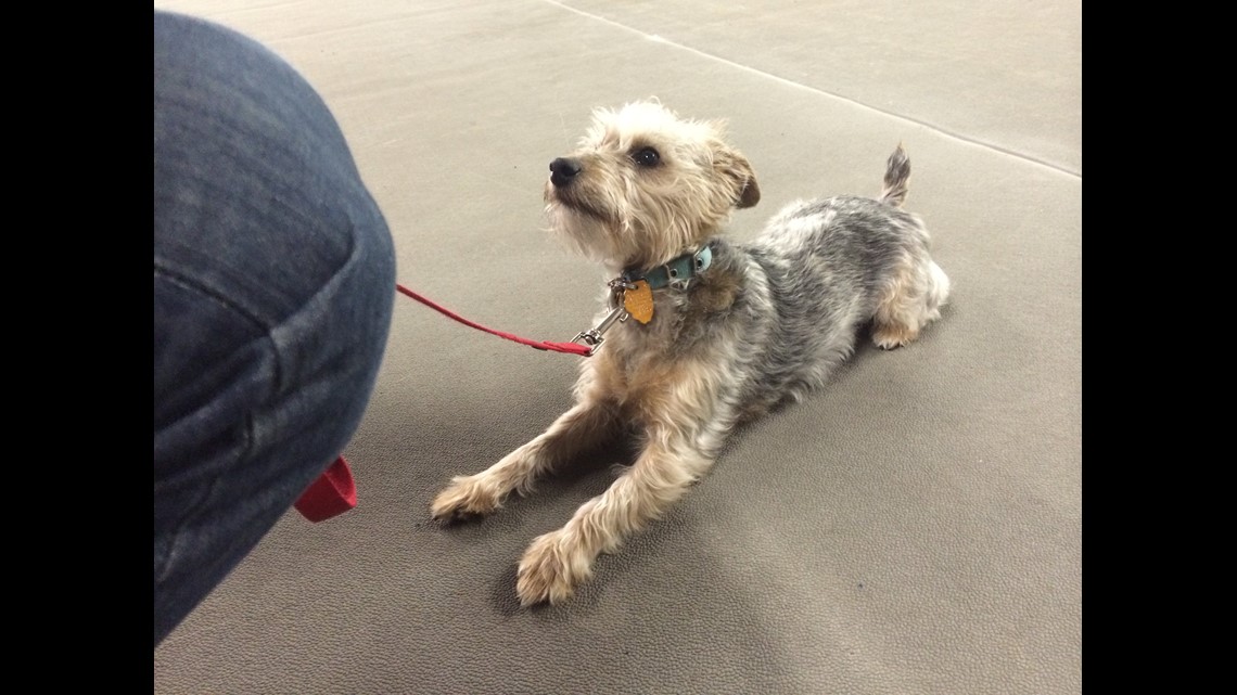 The Sharp Side on TERRIER TUESDAY: Puppy Class Progress… | wqad.com