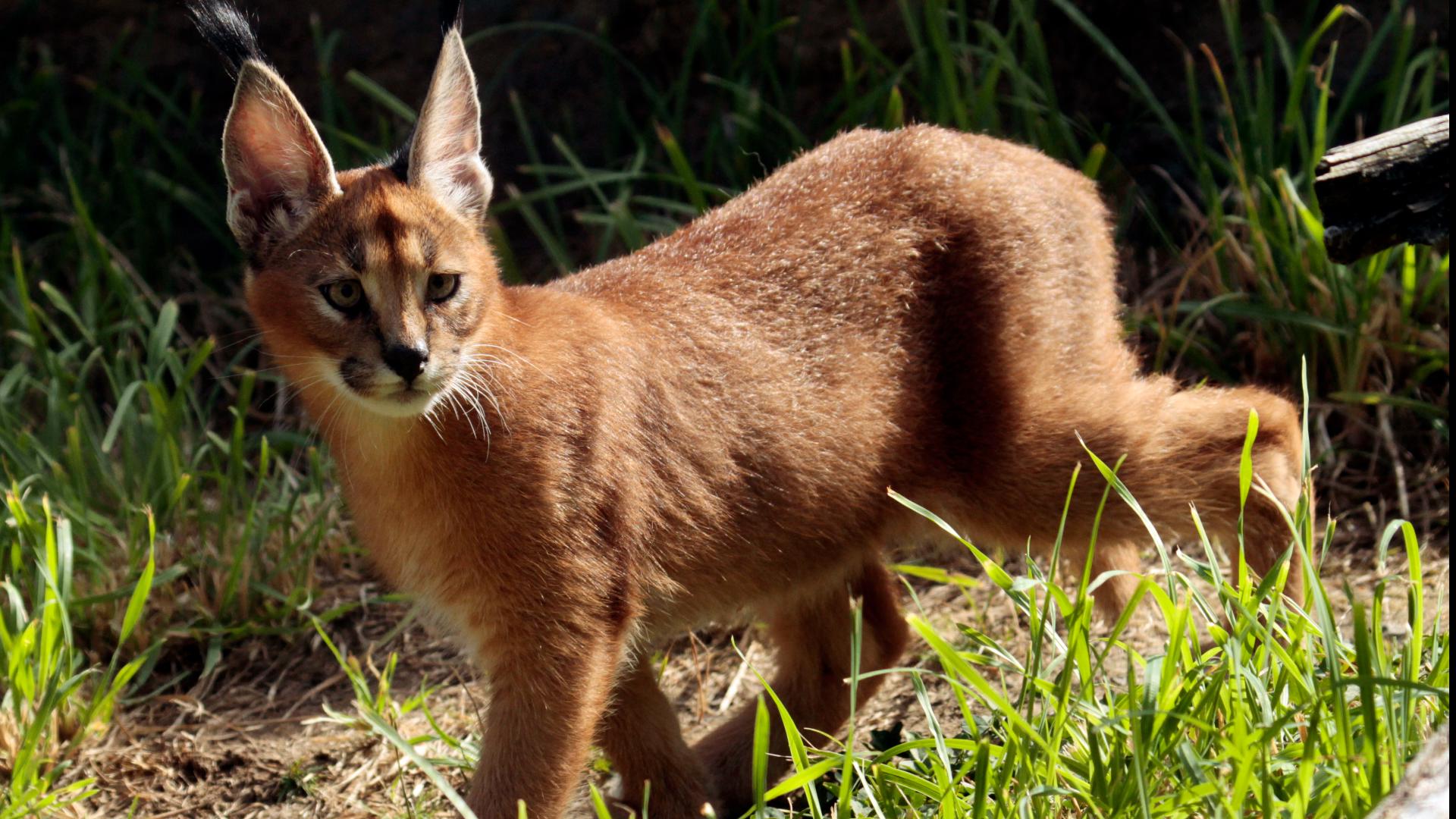 A wild cat native to Africa and Asia is captured in a Chicago suburb ...