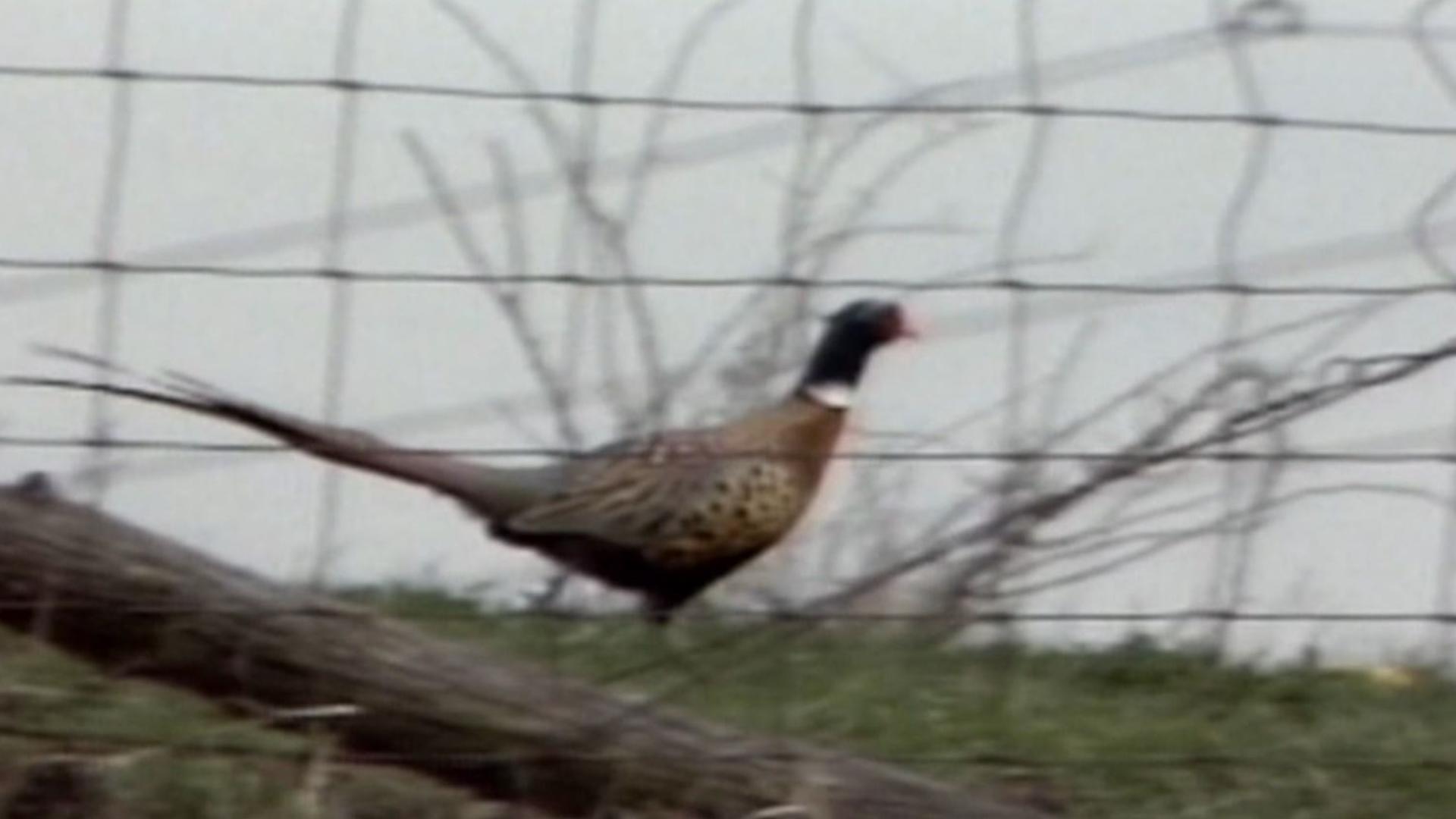 Pennsylvania Game Commission announces Junior Pheasant Hunt season ...