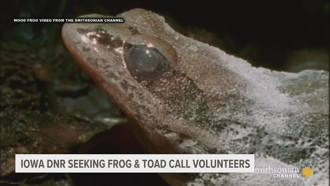 Answering the (frog and toad) call: Here's how to volunteer for Iowa's ...
