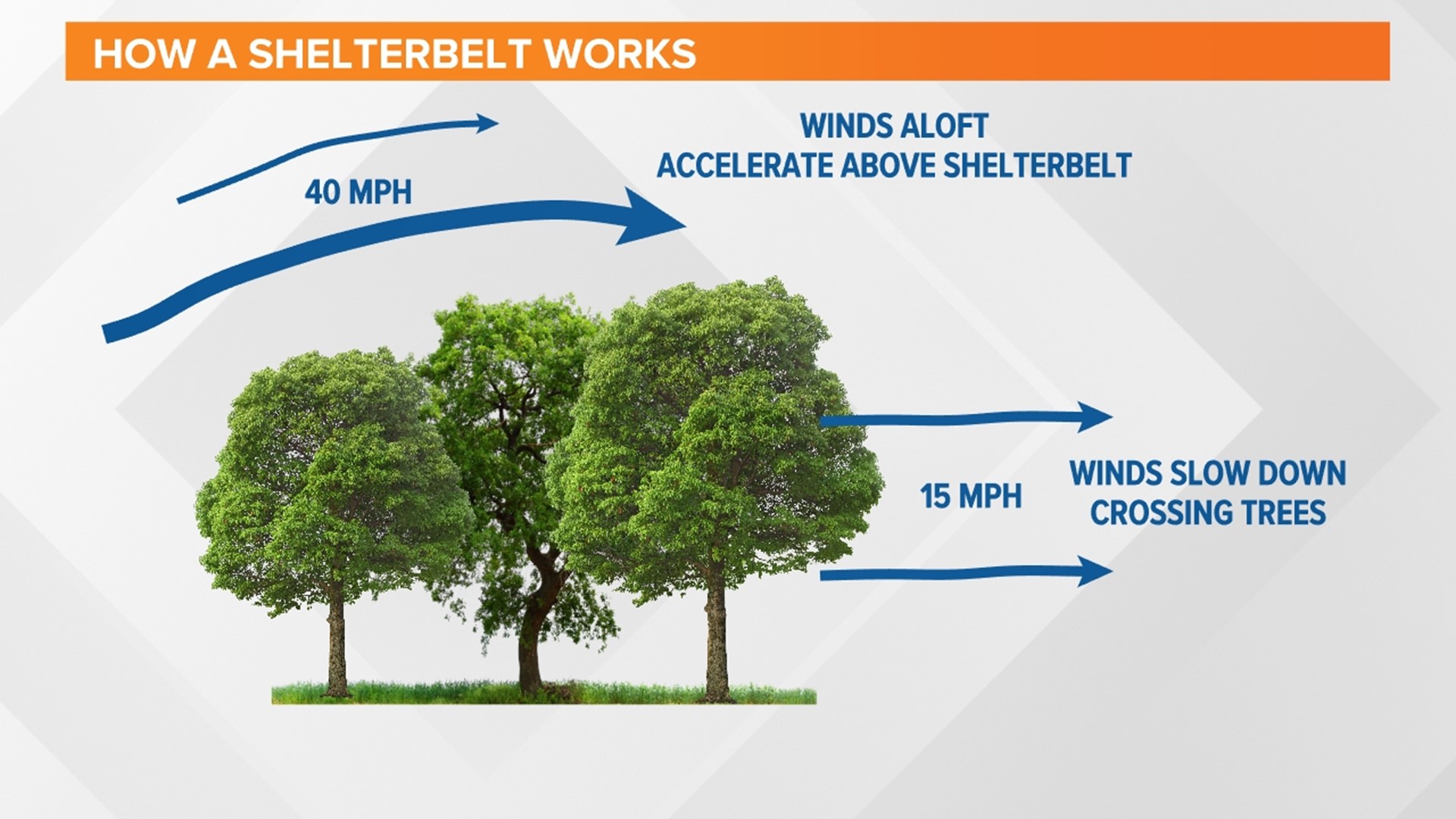Can trees prevent dust storms? | wqad.com