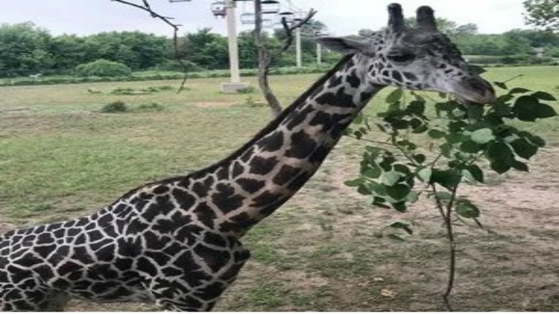 Giraffe dies in tragic accident at Kansas City Zoo | wqad.com