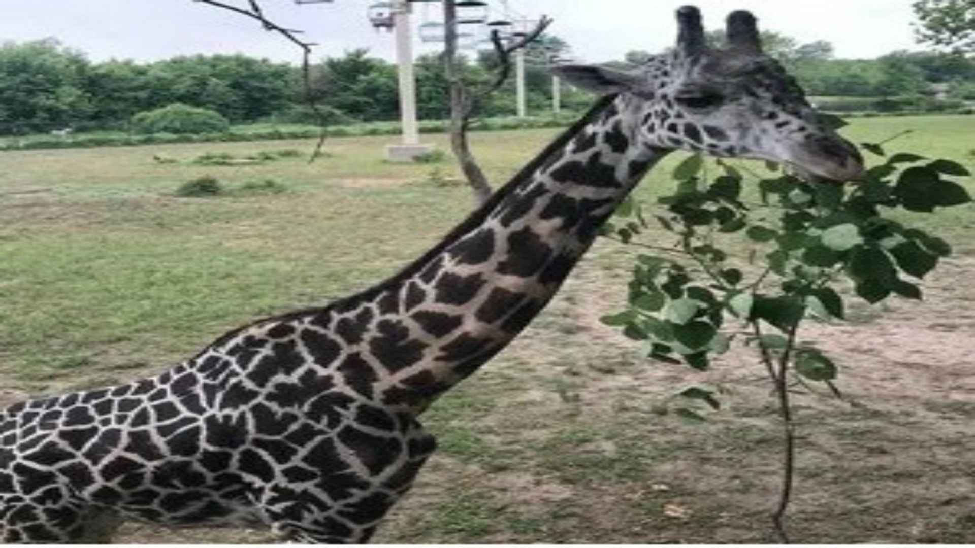 Giraffe dies in tragic accident at Kansas City Zoo | wqad.com