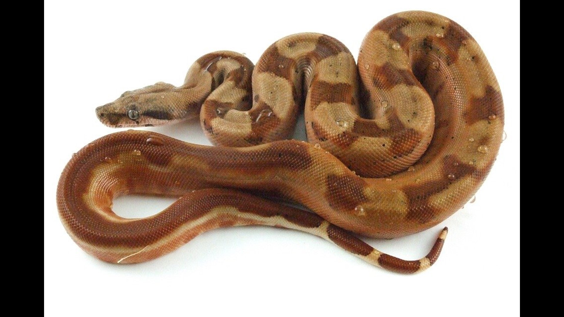 The Eric Factor: Understanding Halloween’s slithery and scary creatures ...