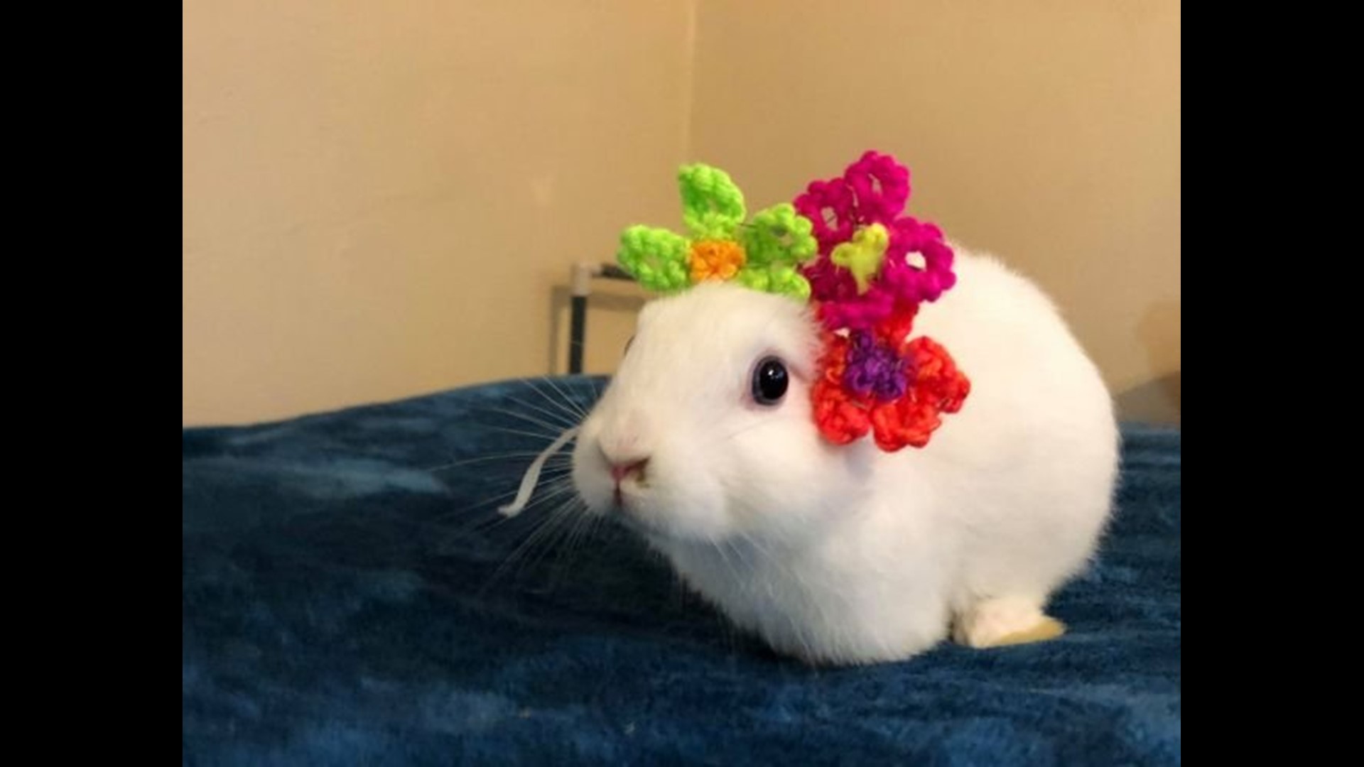 Rabbit born without ears gets the perfect gift | wqad.com