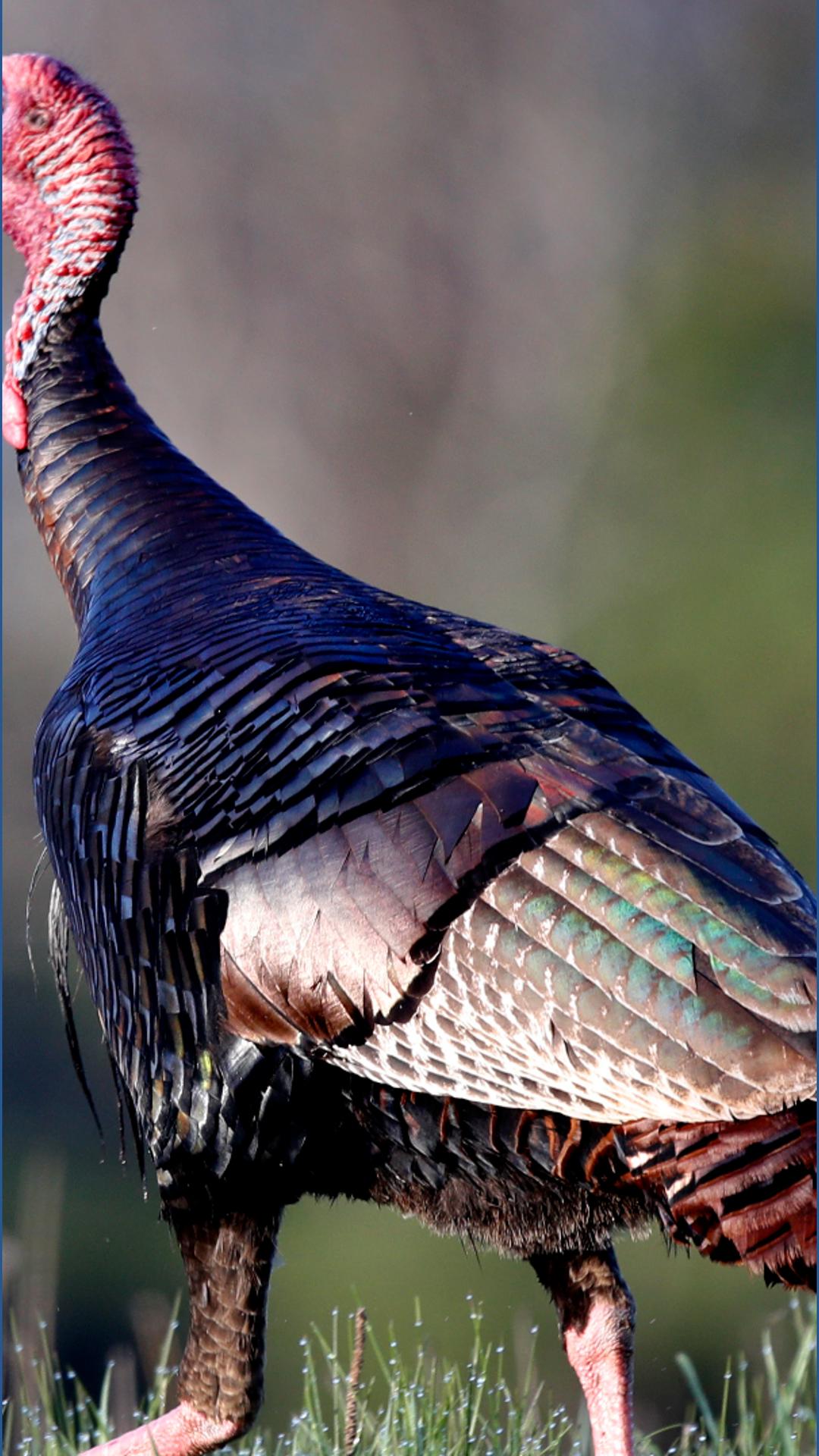 Iowa, Illinois DNRs ask public to report wild turkey sightings ...