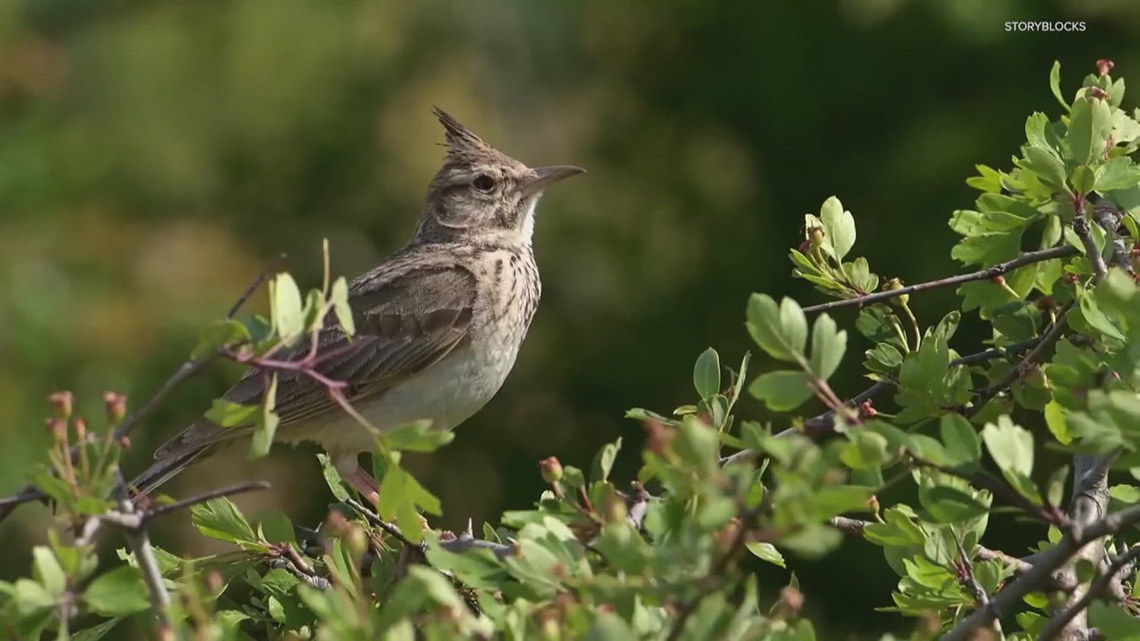 New study: Birds are staying awake longer in light polluted areas ...