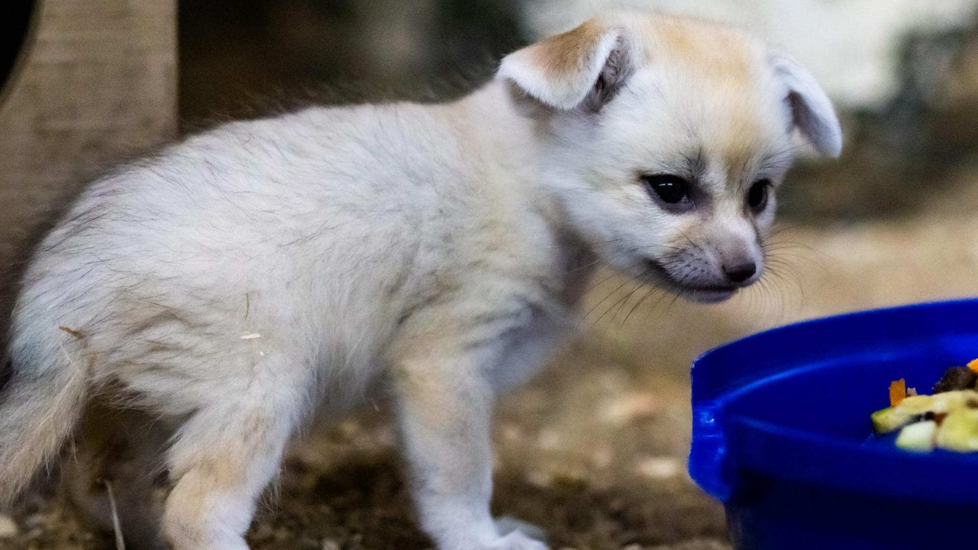 Niabi Zoo's Fennec fox breeding program has a history of success | wqad.com