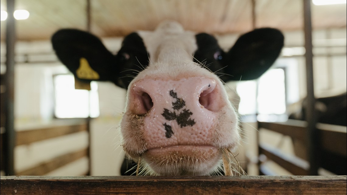 Ai App Helps Farmers Weigh Cattle With Iphone Wqad