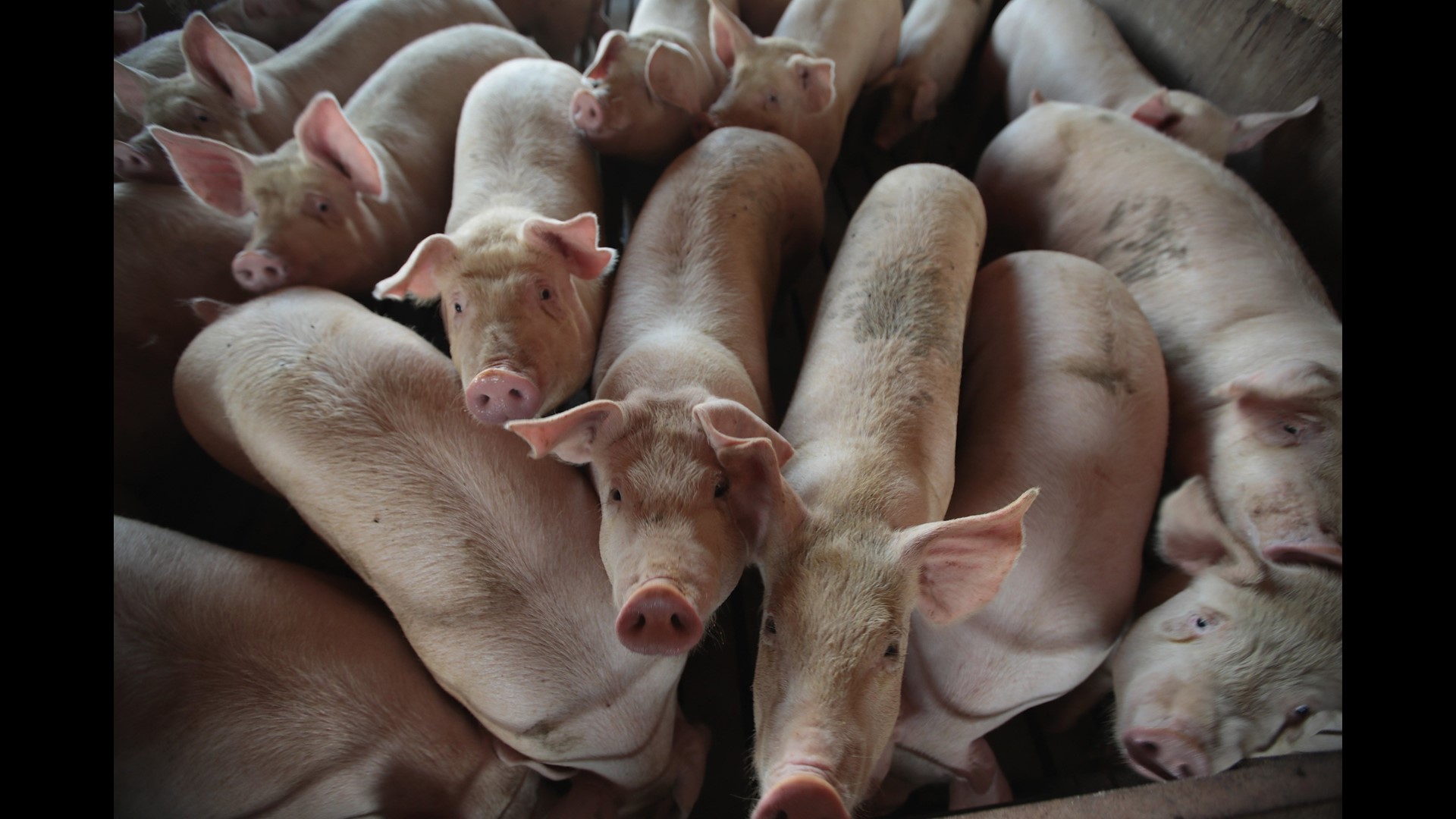 Iowa home to 24.9 million pigs, a new record and up 6% | wqad.com