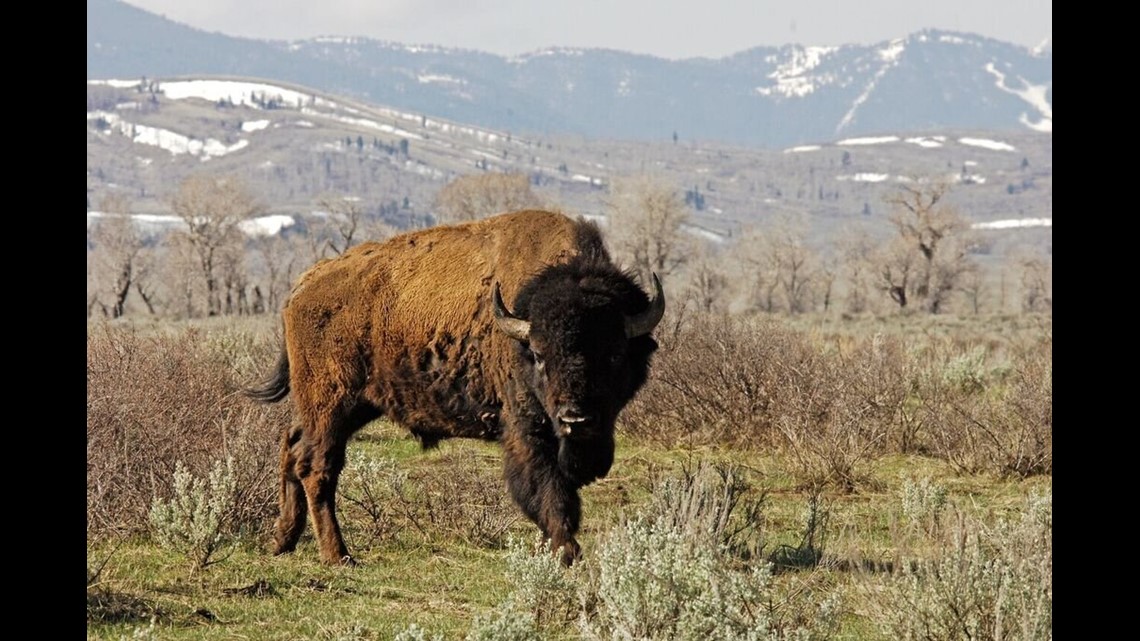 Utah ‘pure’ bison herd may be key to conserving species | wqad.com