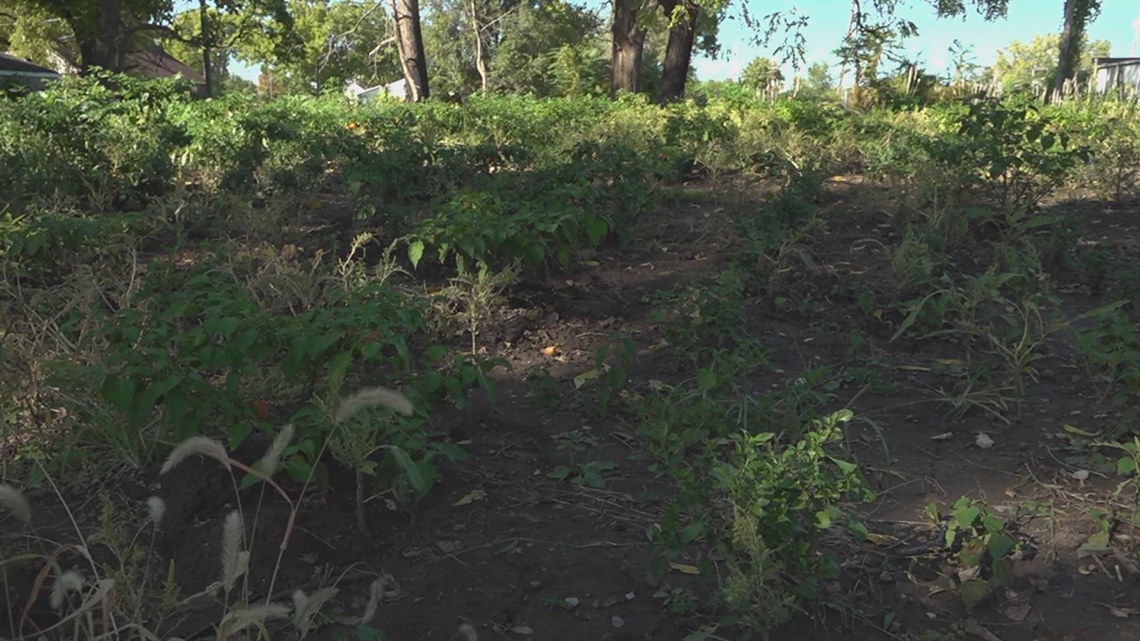 Rock Island introduces amended urban gardening ordinance | wqad.com