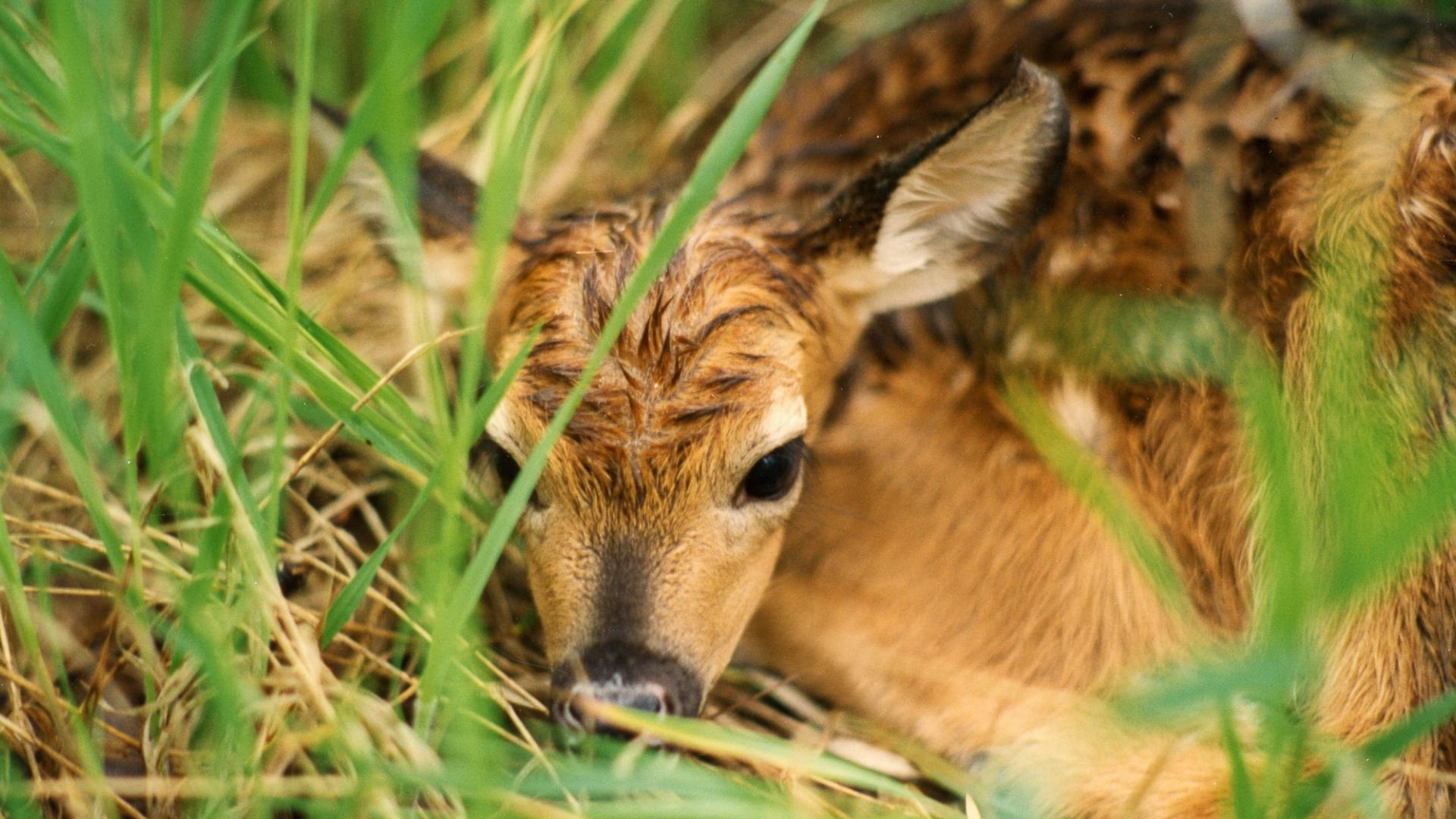 Illinois DNR reminds public to avoid handling baby animals | wqad.com