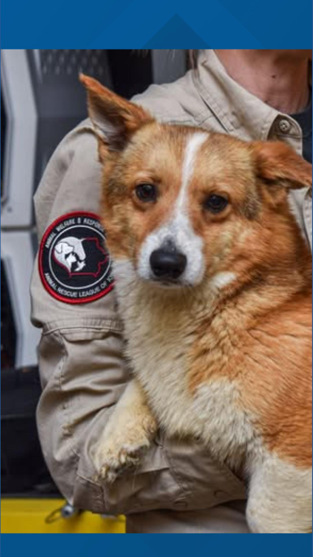 Officials rescue 32 dogs from neglect case in eastern Iowa | wqad.com