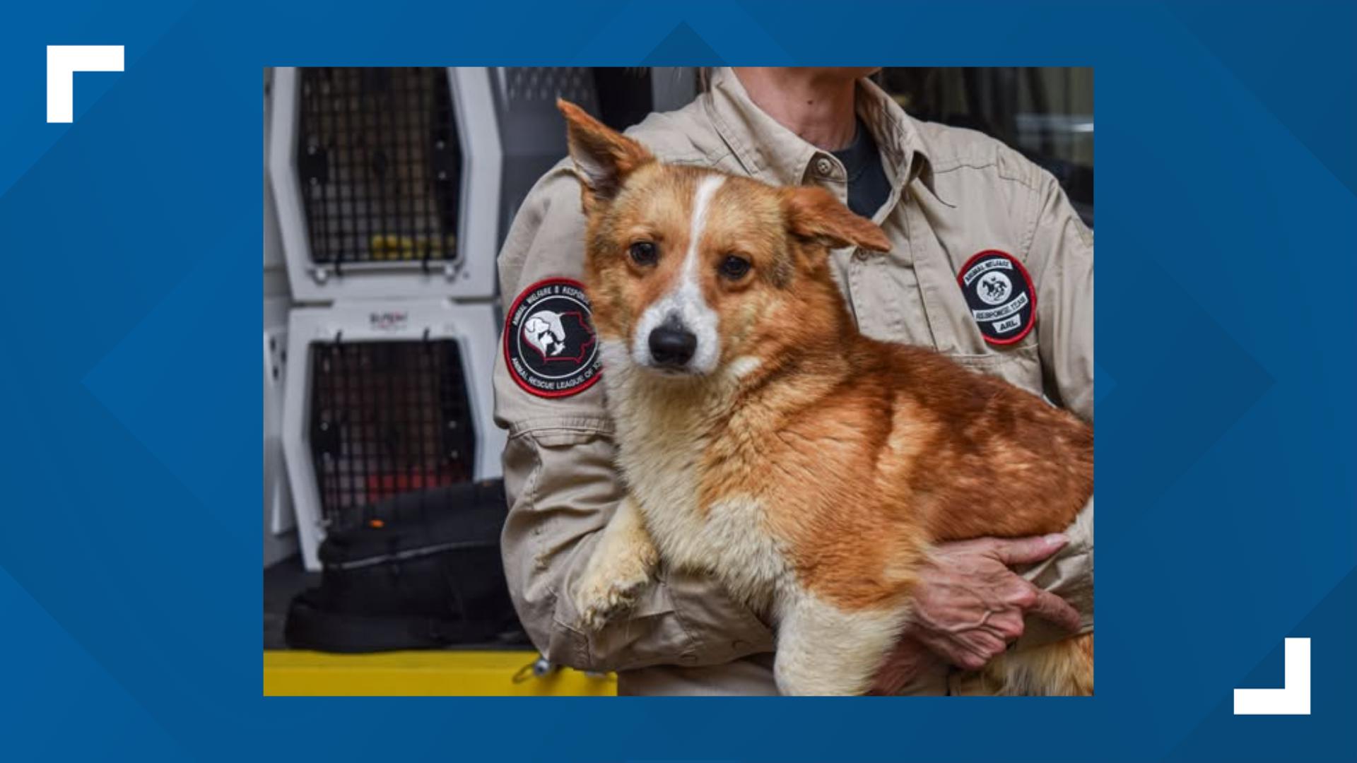 Officials rescue 32 dogs from neglect case in eastern Iowa | wqad.com