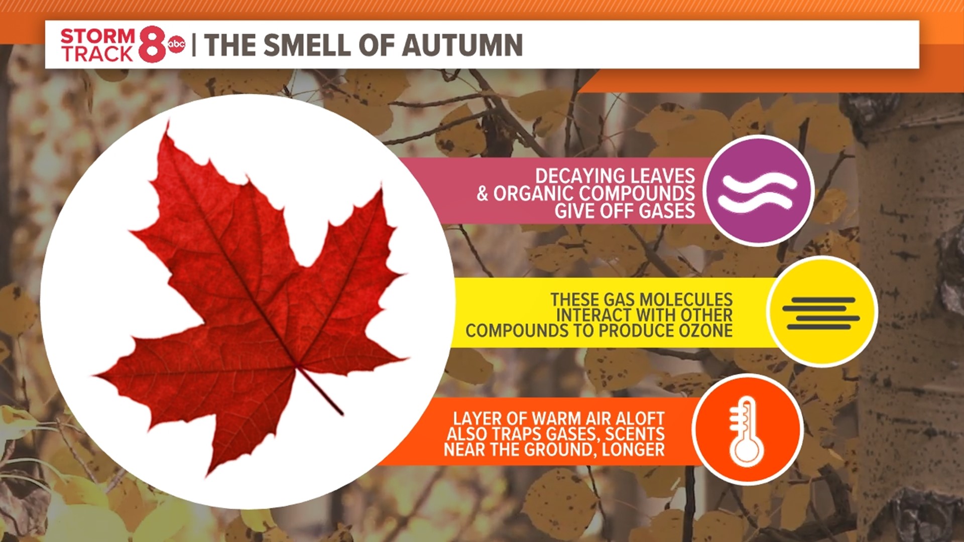 The secrets behind the sweet smell of autumn | wqad.com