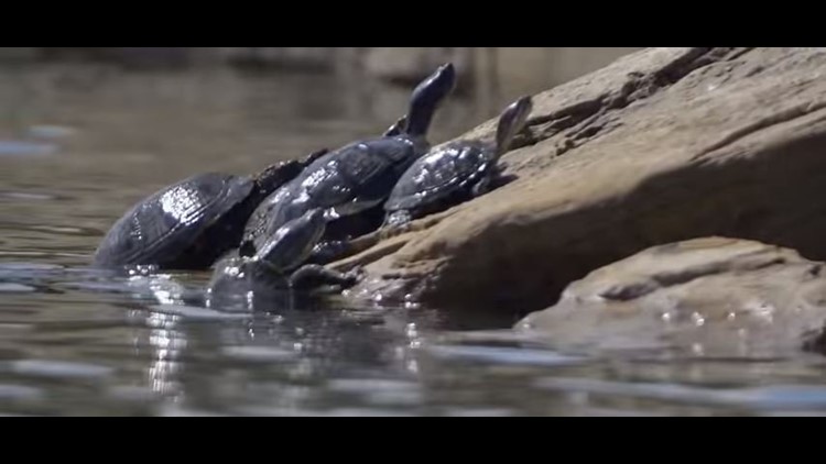 City workers in Texas installed pond ramps for turtles, ducks | wqad.com