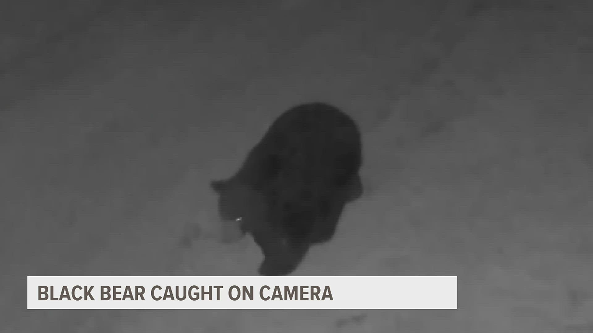 Dubuque couple captures footage of a black bear near their house | wqad.com