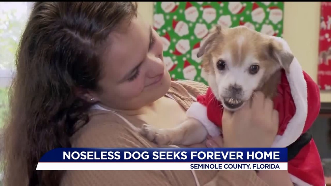 Sniffles the noseless dog needs a home | wqad.com