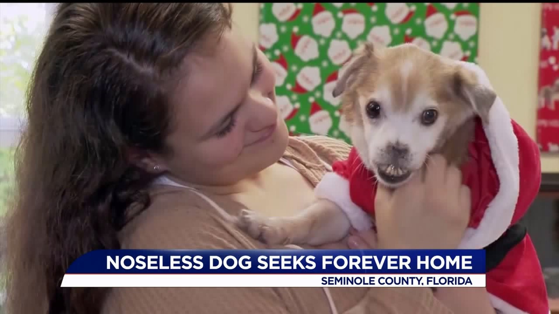 Sniffles the noseless dog needs a home | wqad.com