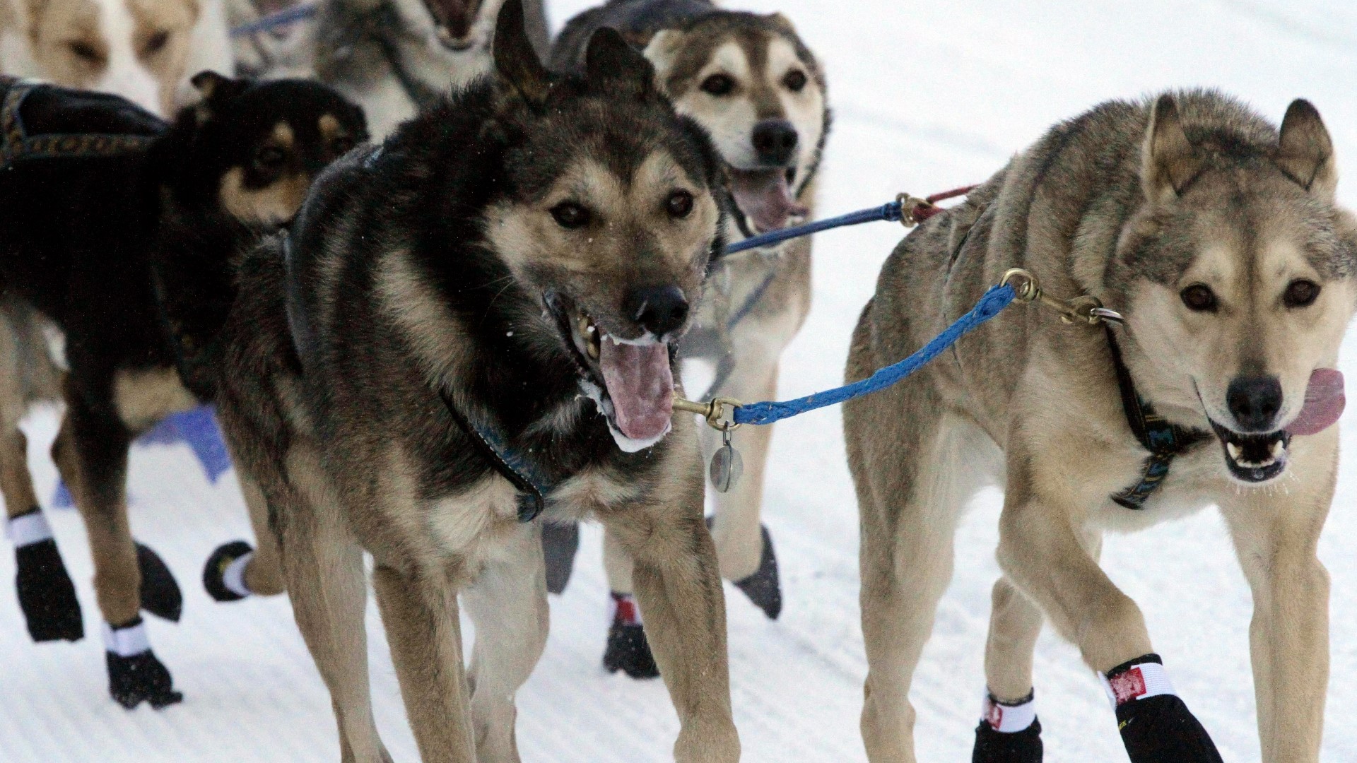 Investigation continues into death of two dogs during 2024 Iditarod ...