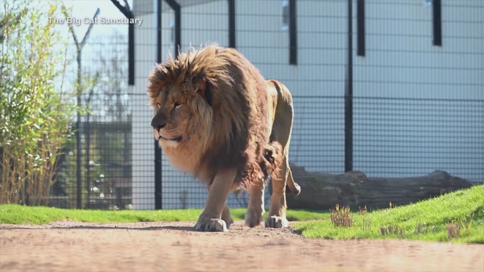 Big cat sanctuary in Britain helping lions, tigers and more, oh my ...