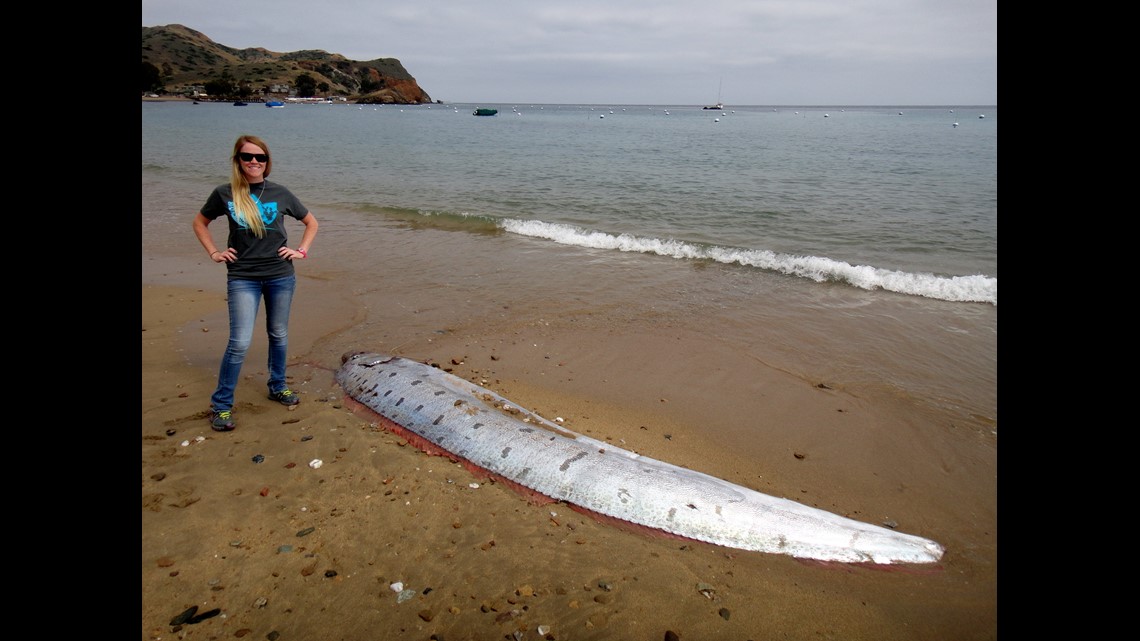Massive, rare 17-foot oarfish washes ashore near Los Angeles | wqad.com