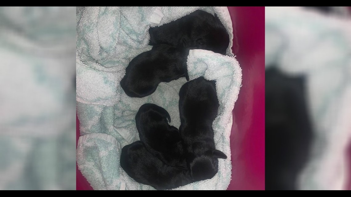 Third litter of puppies left in dumpster prompts passionate plea from ...