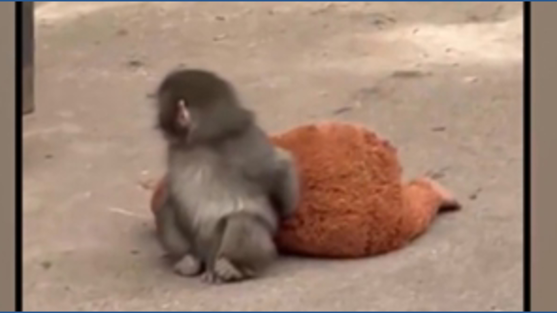 Meet 'Punch' the baby monkey and his plush mom | wqad.com