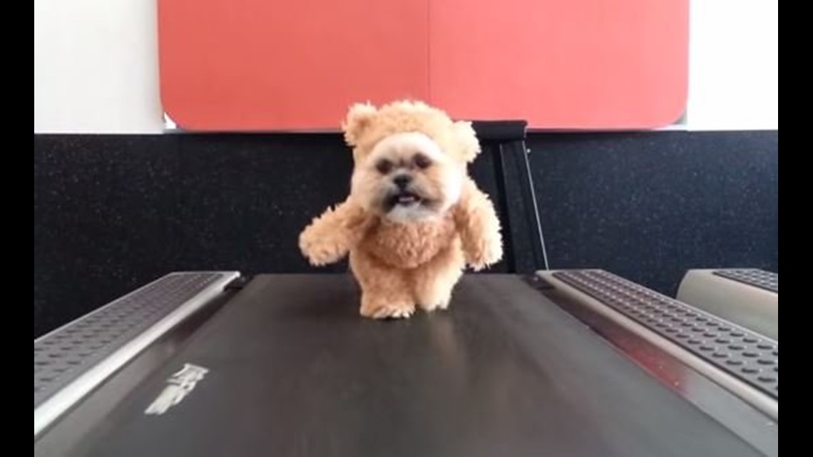 Viral Video: Walking teddy bear is sure to make you smile | wqad.com