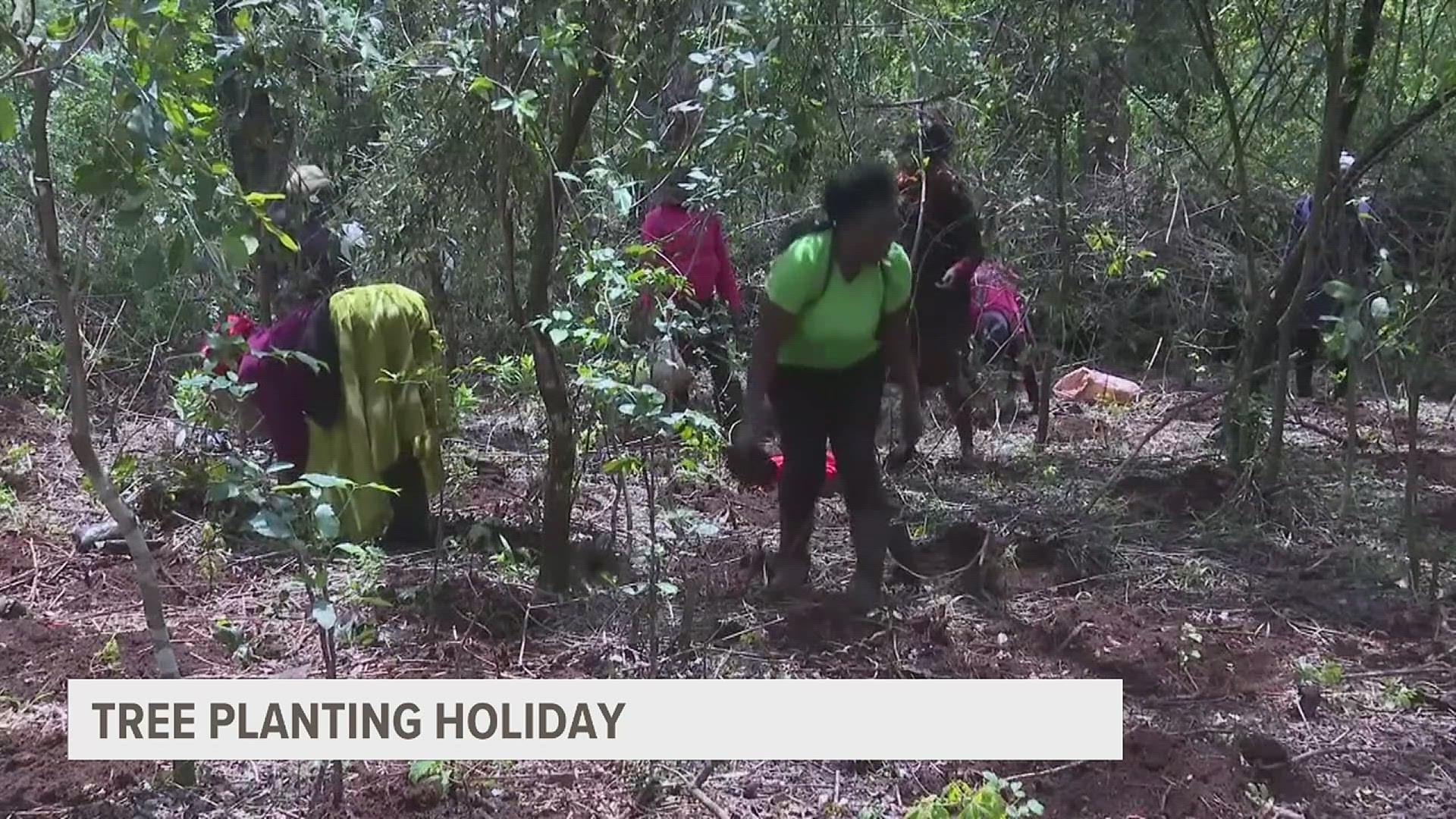Kenyan officials pushing to expand forest cover throughout country ...
