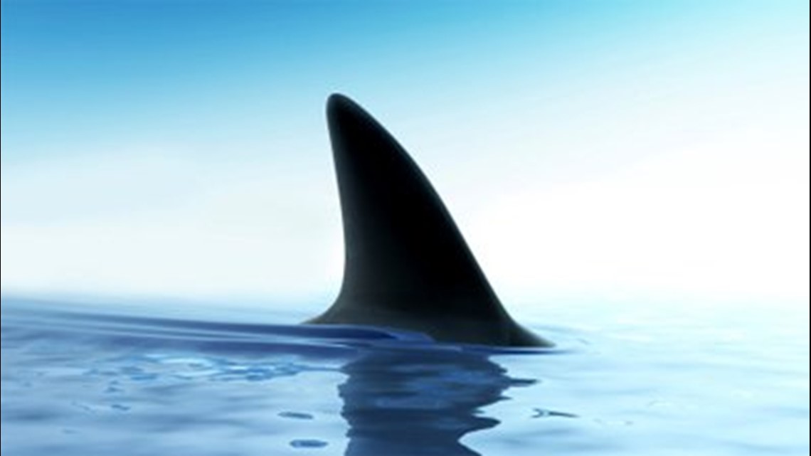 Watch: 13-year-old reels in 200 pound shark off Long Island beach ...